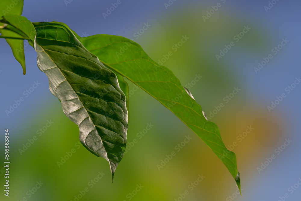 The broad leaves of the tabebuia plant are green, the bones of the ...