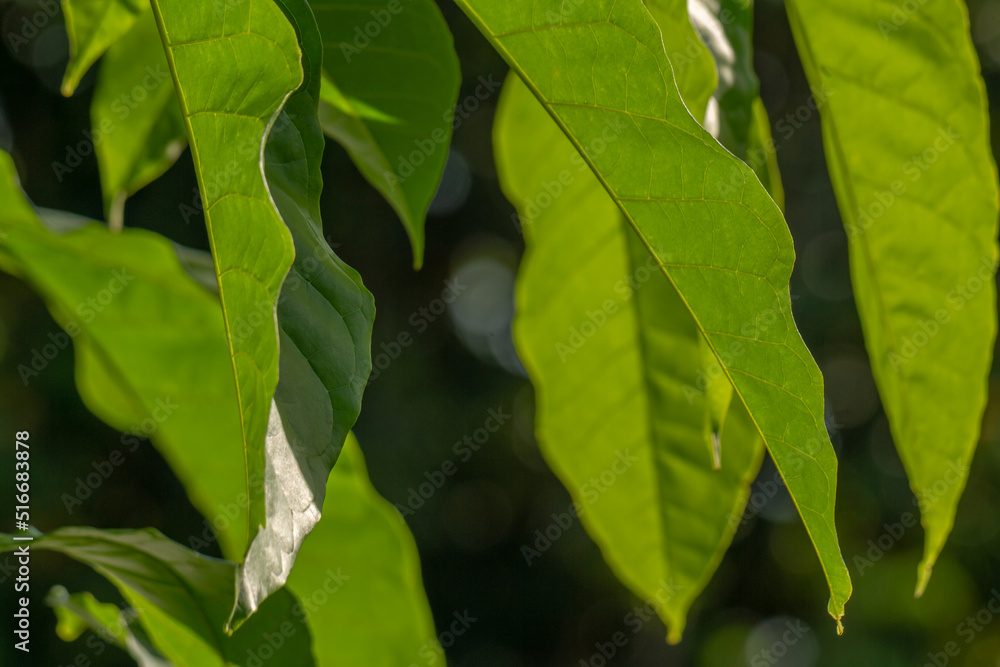 The broad leaves of the tabebuia plant are green, the bones of the ...
