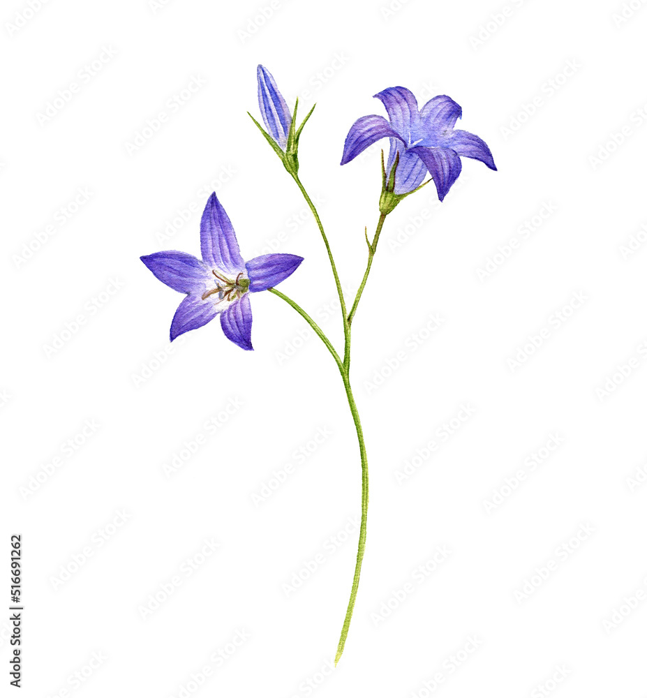 watercolor drawing flower of spreading bellflower, Campanula patula ...