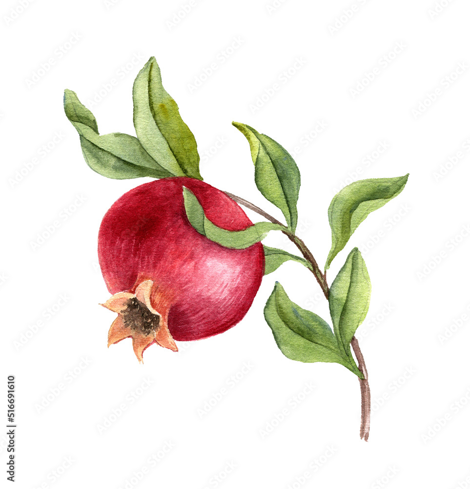 Pomegranate Plant Illustration
