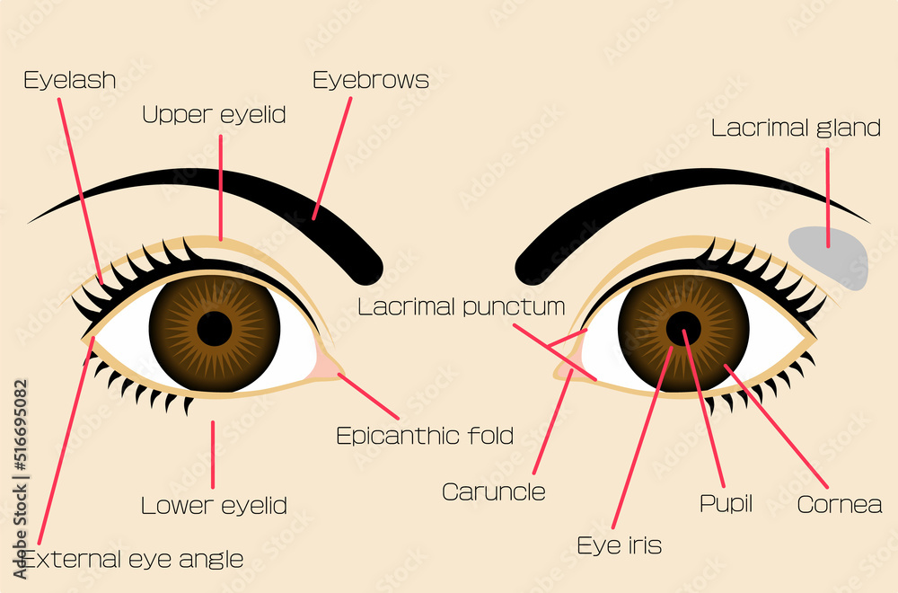 Lacrimal Punctum