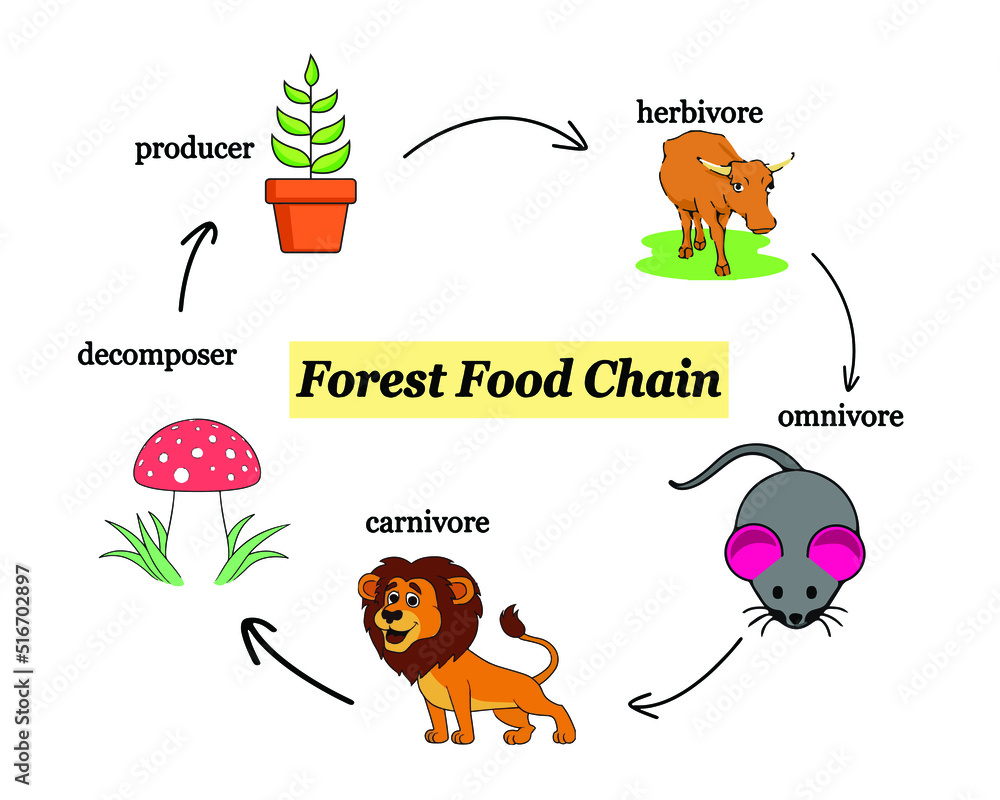 Forest Food Webs