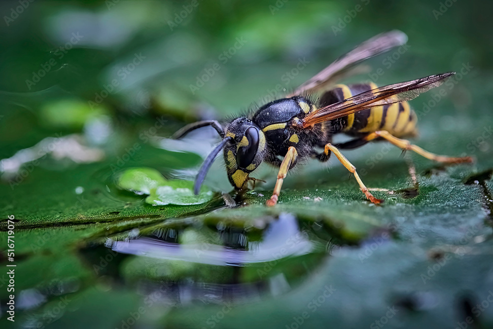 Gemeine Wespe ( Vespula vulgaris ). Stock Photo | Adobe Stock