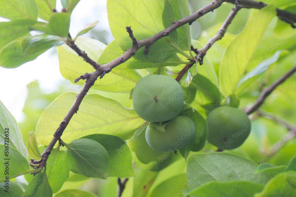 Branch of a tree that grows a young greenfruitful persimmon. Close up ...