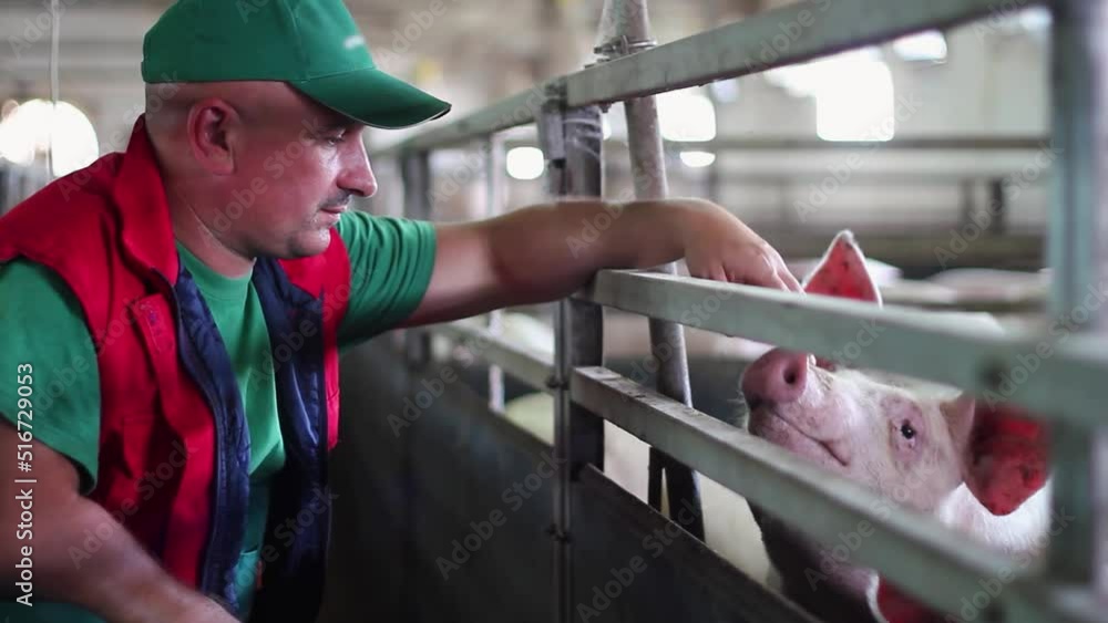 Farmer Taking Care Of His Animals At A Pig Farm - Animal Health And ...