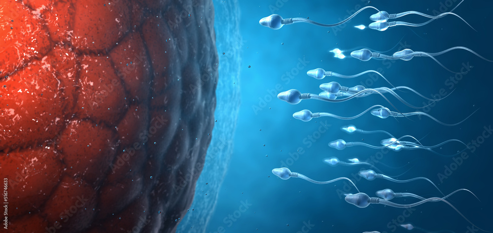 Many sperm cells, slightly transparent, scientifically correct moving ...