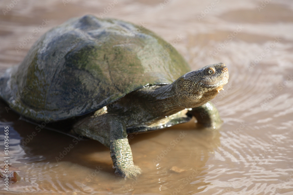 Gezähnelte Pelomeduse - Gezackte Pelomedusenschildkröte / Serrated side ...