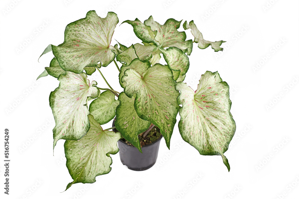 Tropical 'Caladium Candyland' houseplant with beautiful white and green ...