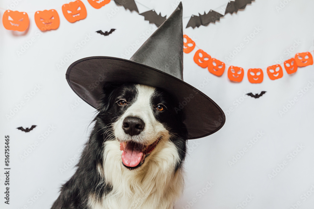 Trick or Treat concept. Funny puppy dog border collie dressed in ...