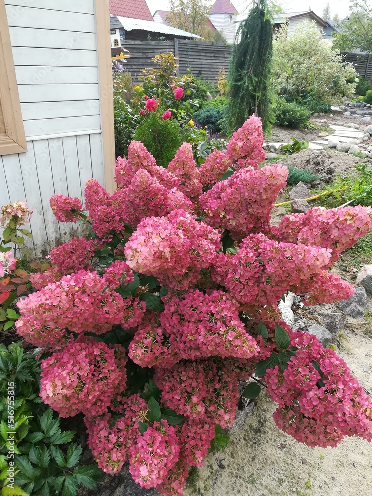 huge Bush of flowering Hydrangea paniculata Sundae Fraise with wine and ...