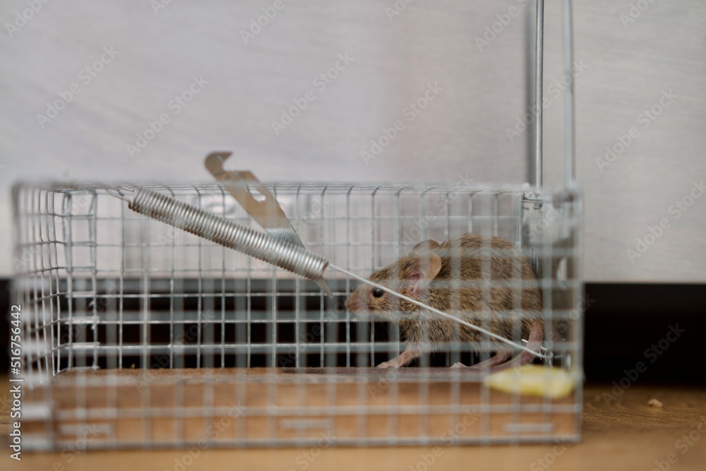 Poor little mouse catched inside a mouse trap cage Stock Photo | Adobe ...