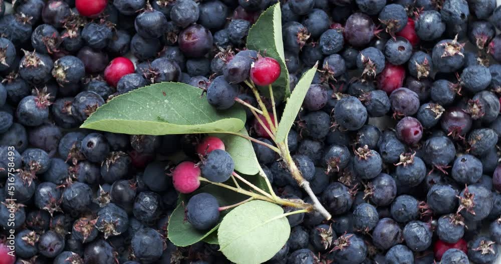 Amelanchier (serviceberry, juneberry) berries fruit background. Raw ...