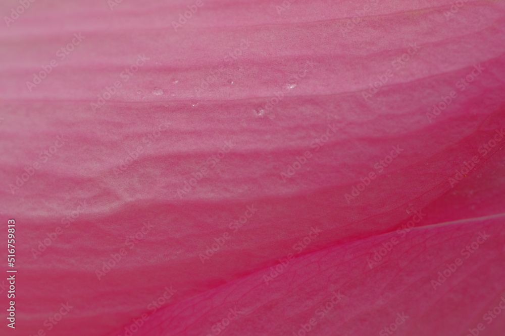 pink texture Taken from the petals of a lotus flower. for making a ...