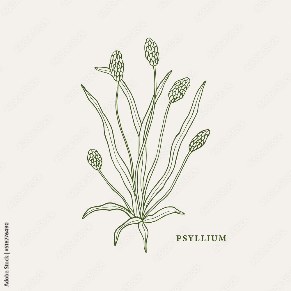 Line art psyllium plant illustration Stock Vector | Adobe Stock