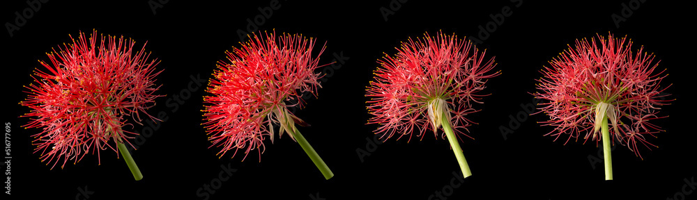 calliandra flowers in different angles, commonly known as powder puff ...