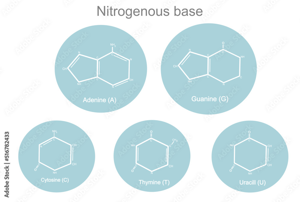 The chemical structure of nitrogenous bases : Adenine(A), Guanine (G ...