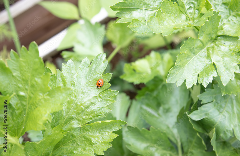 Foto de Ladybug on celery leaf. Top view of ladybug on celery plants in ...