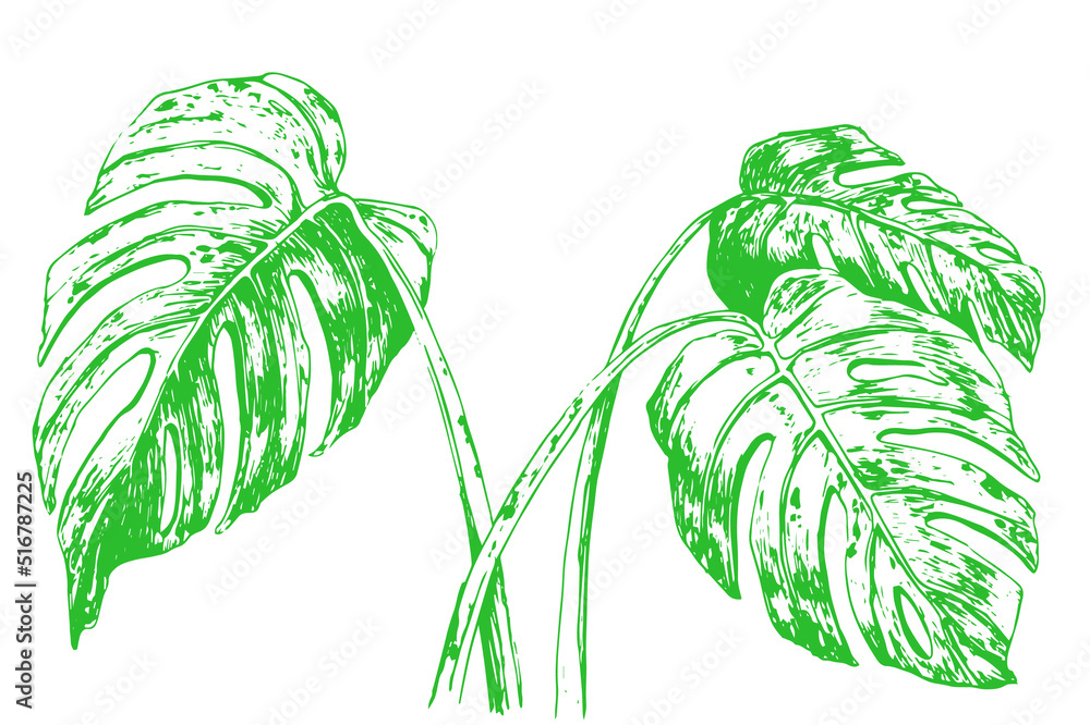 Philodendron plant hand drawing vector. Monstera deliciosa drawing ...
