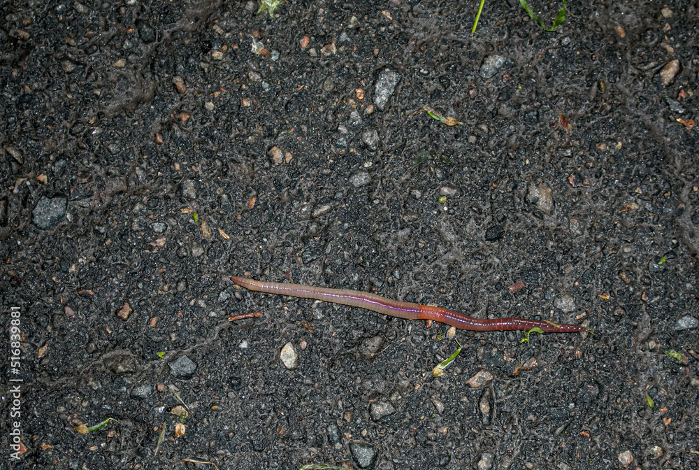 Red earthworm it live bait for fishing isolated on dark background ...