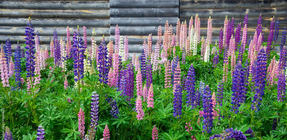 Beautiful flowering of lupines different color variations of natural ...