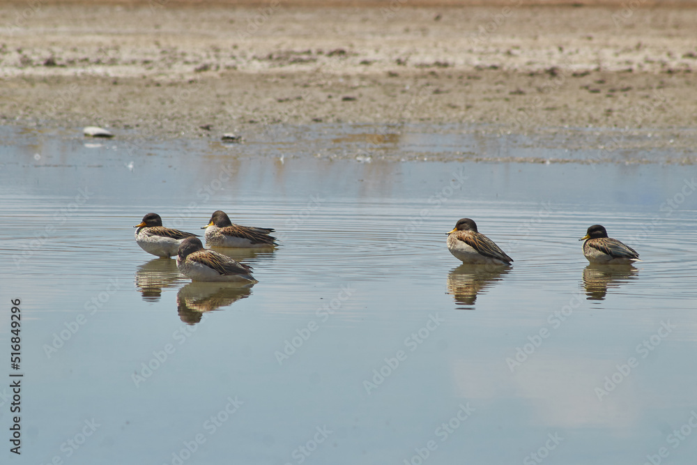 Patos andinos silvestres Stock Photo | Adobe Stock