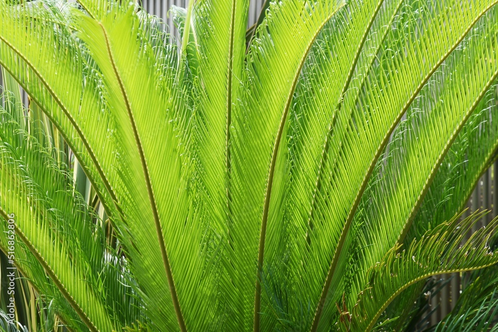 Rare flowers. Cycad male and female flowers. Gymnospermae Cycadaceae ...