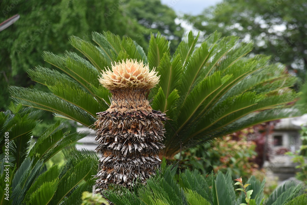 Rare flowers. Cycad male and female flowers. Gymnospermae Cycadaceae ...