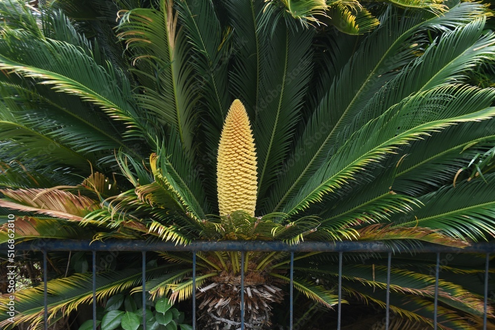 Rare flowers. Cycad male and female flowers. Gymnospermae Cycadaceae ...