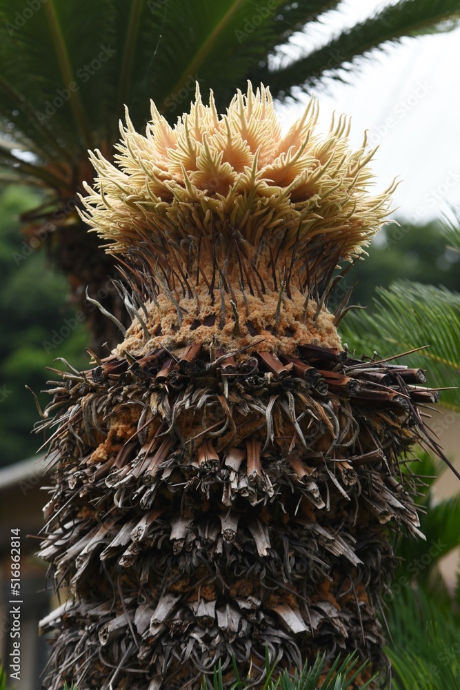 Rare flowers. Cycad male and female flowers. Gymnospermae Cycadaceae ...