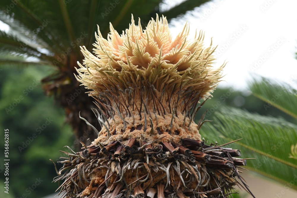 Rare flowers. Cycad male and female flowers. Gymnospermae Cycadaceae ...