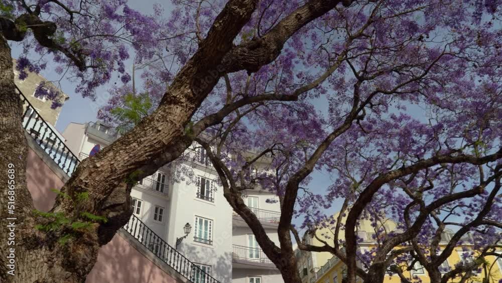 Jacaranda tree is a sub-tropical tree native to south-central South ...