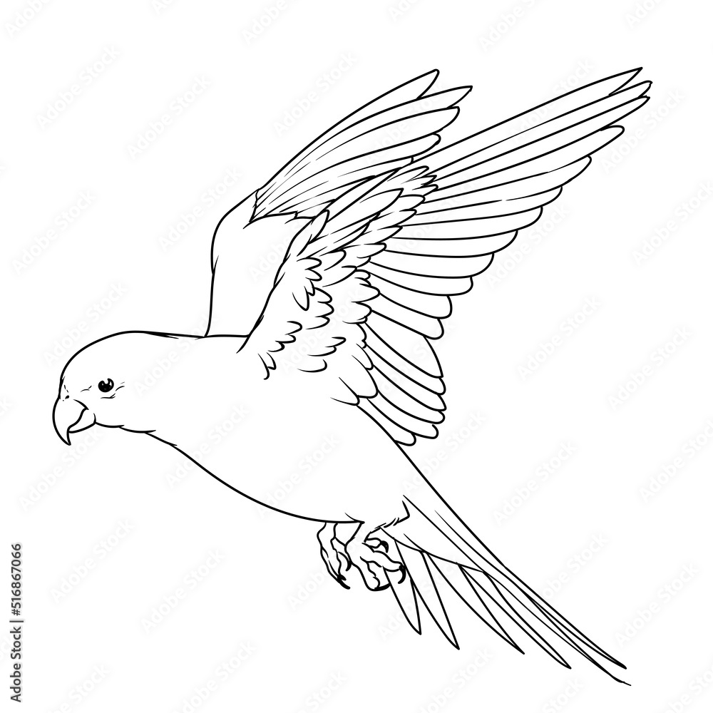 Flying beautiful bird drawing line art Stock Vector | Adobe Stock