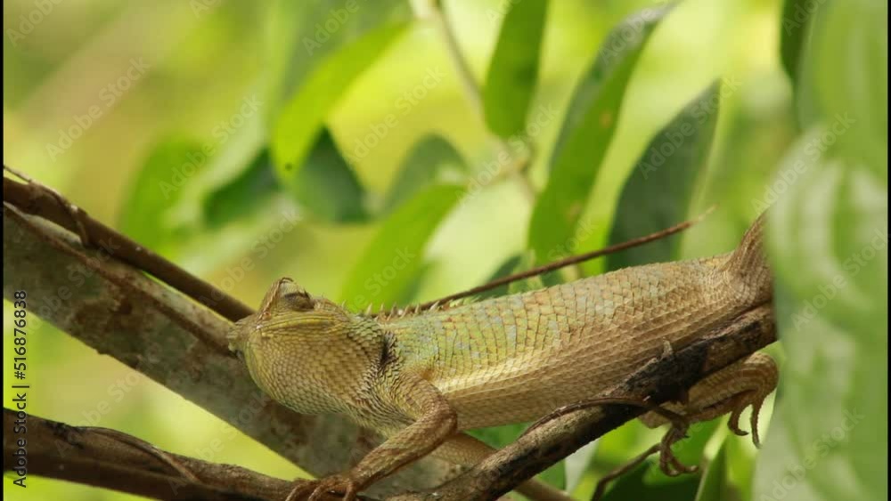 Common Indian Garden Lizard or Oriental garden lizard or Calotes ...