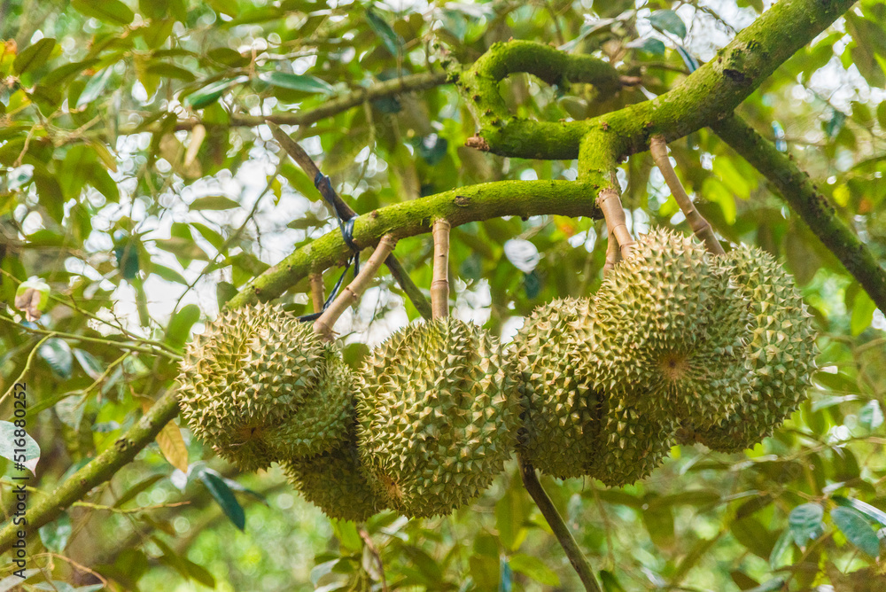 Durian tree, Fresh durian fruit on tree, Durians are the king of fruits ...
