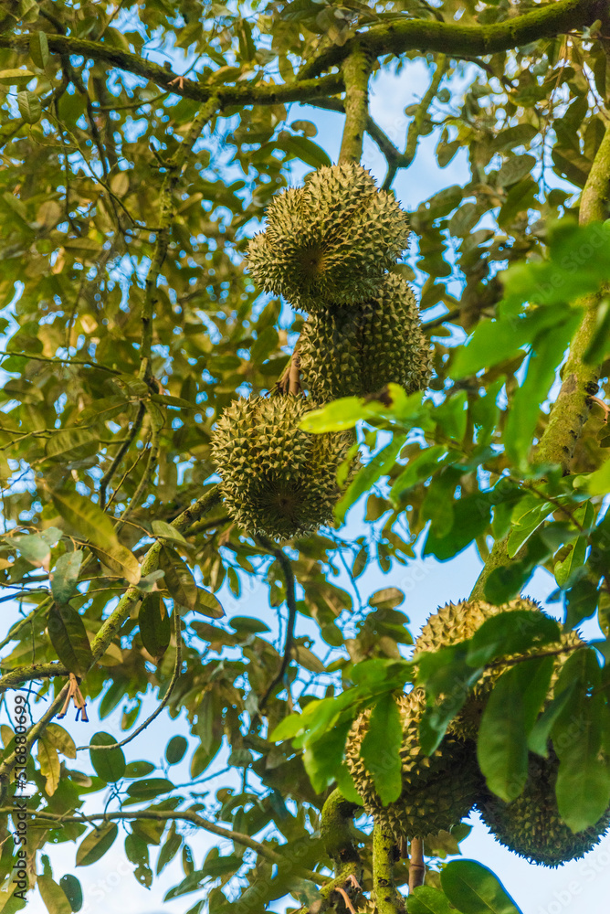 Durian tree, Fresh durian fruit on tree, Durians are the king of fruits ...
