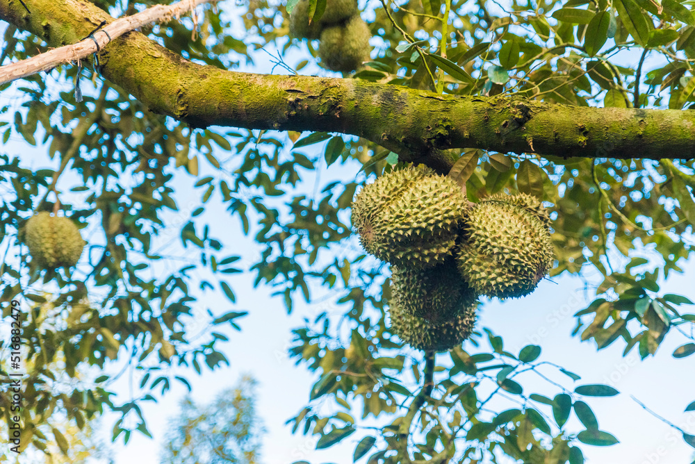 Durian tree, Fresh durian fruit on tree, Durians are the king of fruits ...