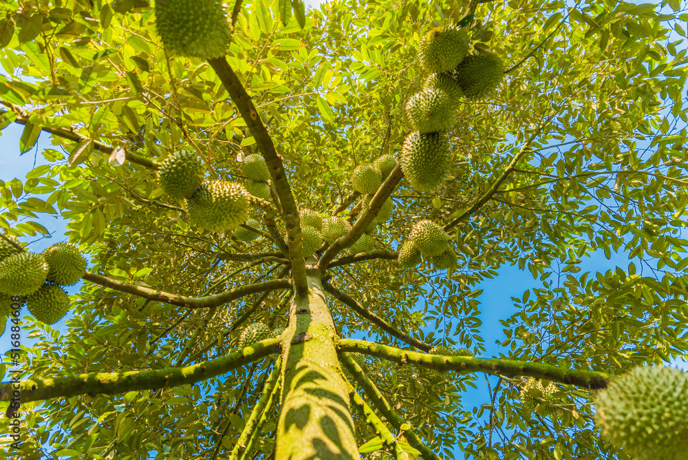 Durian tree, Fresh durian fruit on tree, Durians are the king of fruits ...