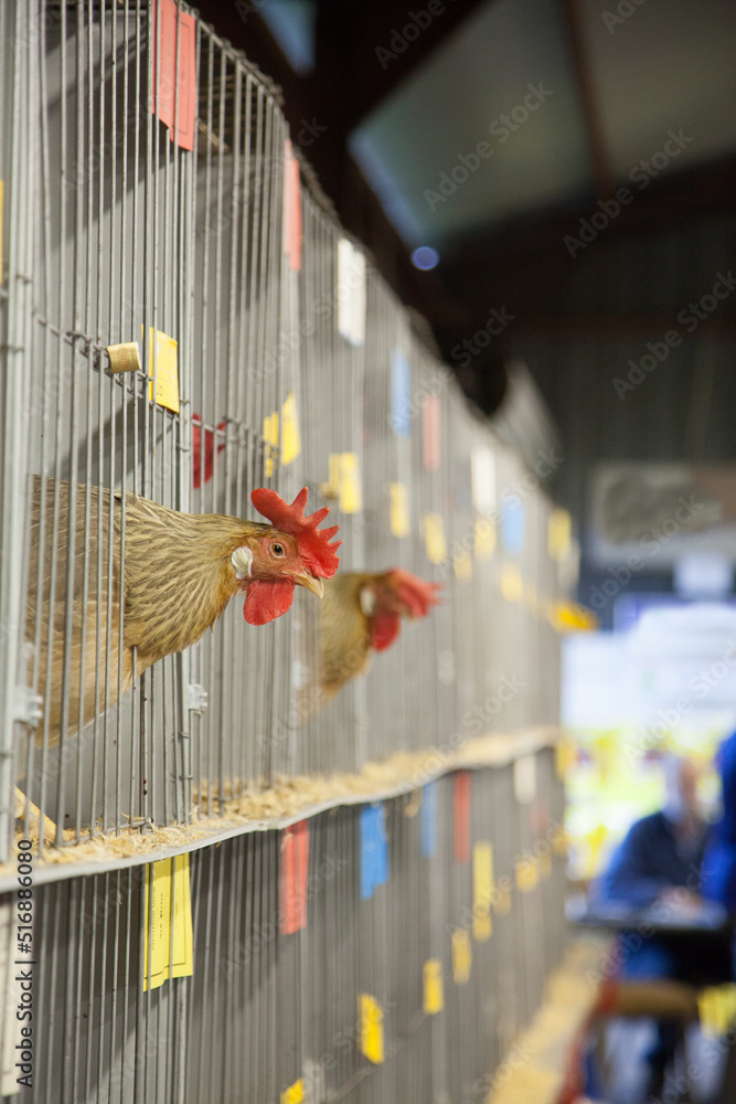 Chook with head outside cage at the poultry competition Stock Photo ...