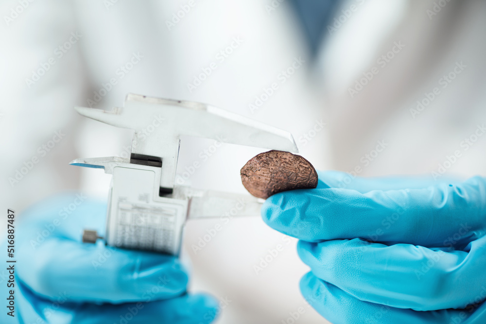 Numismatics expert identifying and documenting coin collection, using ...