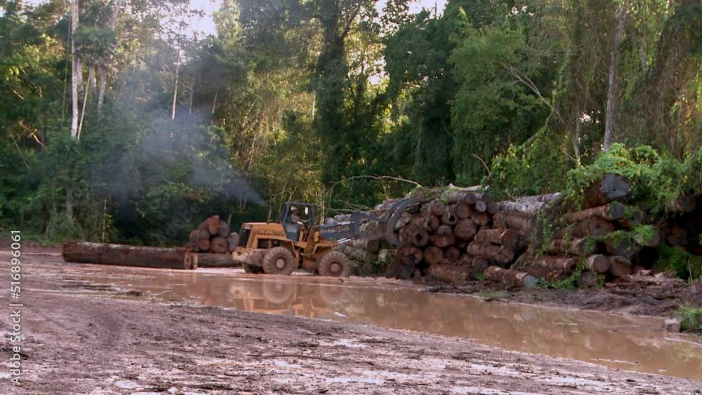 the deforestation of the amazon rainforest multiple trees felled and ...