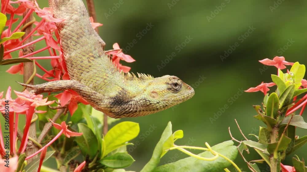 Common Indian Garden Lizard or Oriental garden lizard or Calotes ...