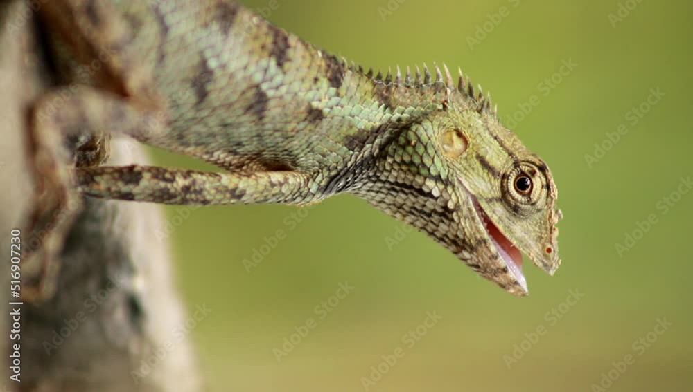 Common Indian Garden Lizard or Oriental garden lizard or Calotes ...