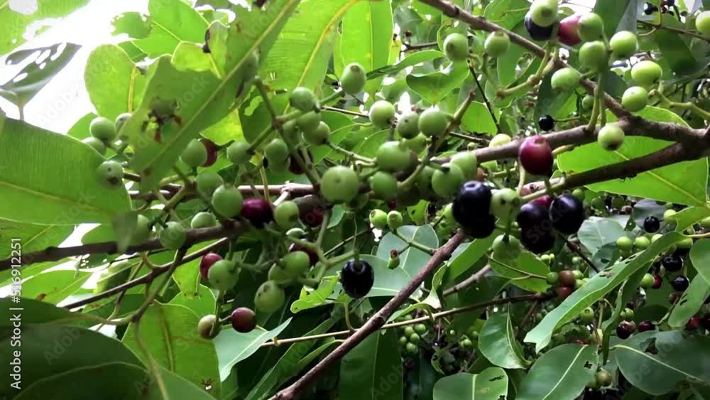 Green and ripe fruits Of Syzygium cumini on tree, commonly known as ...