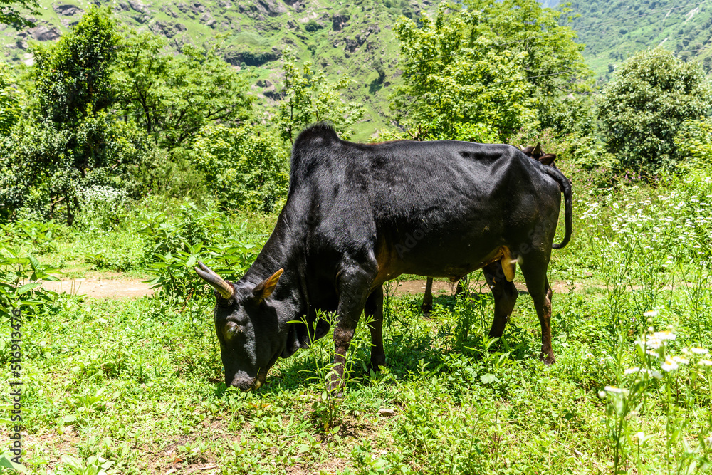 Cow grazing in the lush green Great Himalayan National park Stock Photo ...