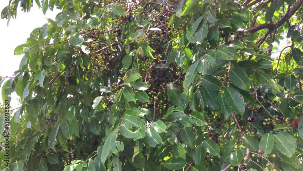 Green and ripe fruits Of Syzygium cumini on tree, commonly known as ...