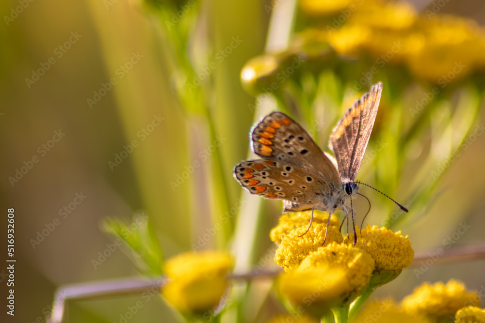 Beautiful butterfly in profile view macro with shiny blurred background ...