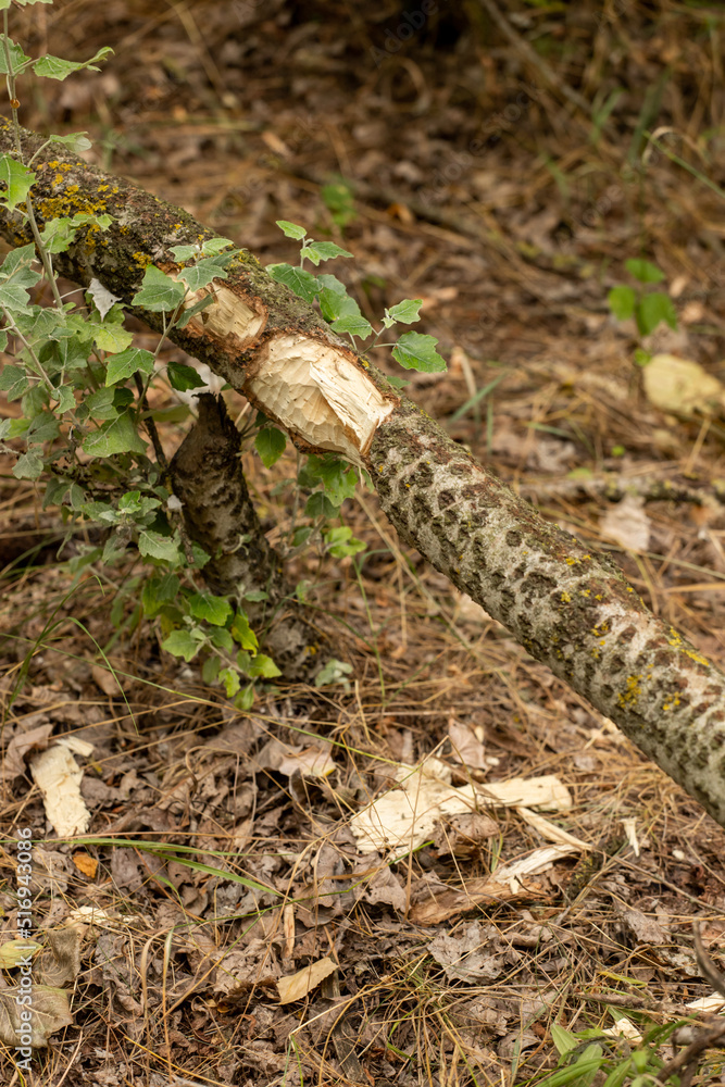 beaver tree damage - tree cut by beavers building a dam Stock Photo ...