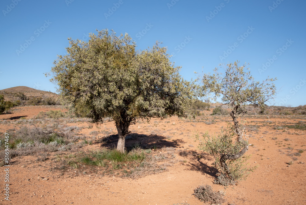 Bullock Bush, Rosewood, Australian native flora has palatable foliage ...