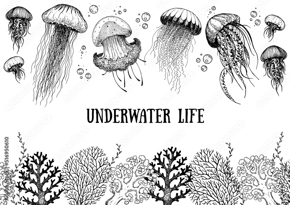 Underwater life. Hand drawn sketch. Vector illustration. Seaweed ...