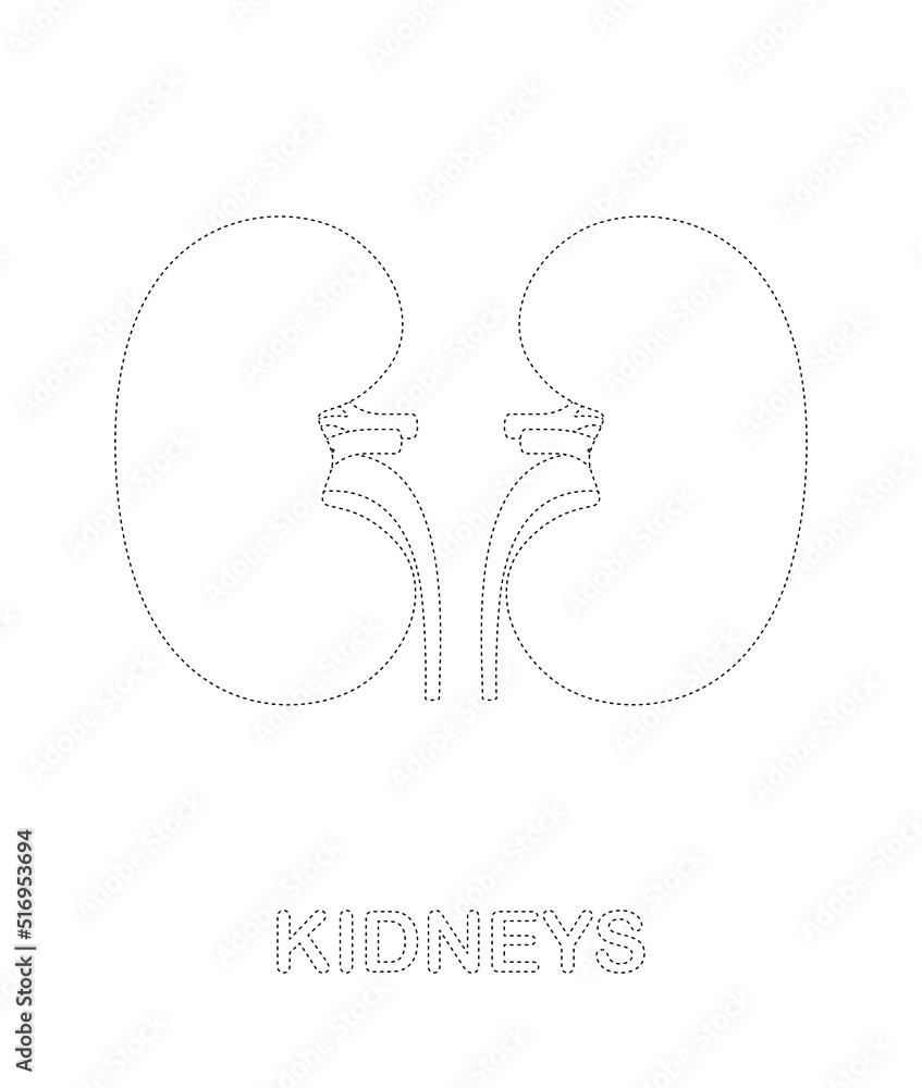 Kidneys tracing worksheet for kids Stock Vector | Adobe Stock